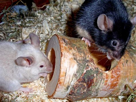 Nice Mice By Jeravar On Deviantart