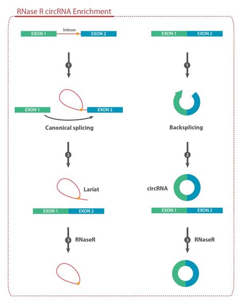 Applied Biological Materials On Linkedin Rnase R