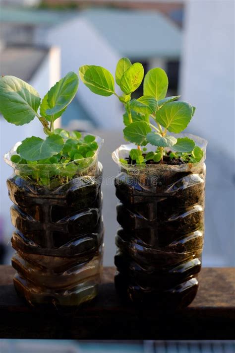 Reuse Plastic Bottle To Make Pot For Plant Vegetable At Home Garden