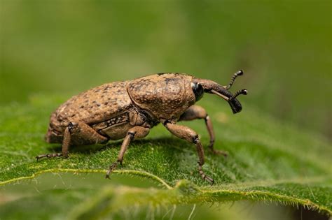 Fotografía Sphenophorus Rusticus De Cecilia Rey En