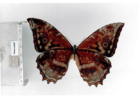 Morpho Theseus Juturna Type Specimens