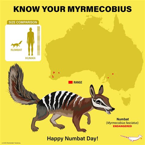 Happy Numbat Day To Peppermint Narwhal Creative Facebook