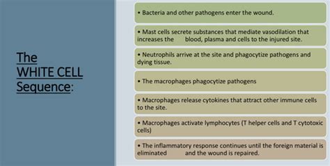 Chapter 2 Inflammation And Repair Lecture Flashcards Quizlet
