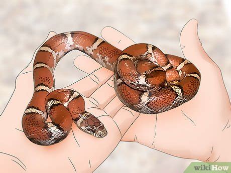 Ways To Care For A Milk Snake Wikihow Pet