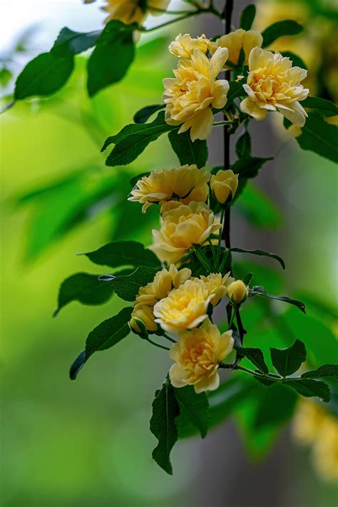 【黄木香摄影图片】生态摄影太平洋电脑网摄影部落