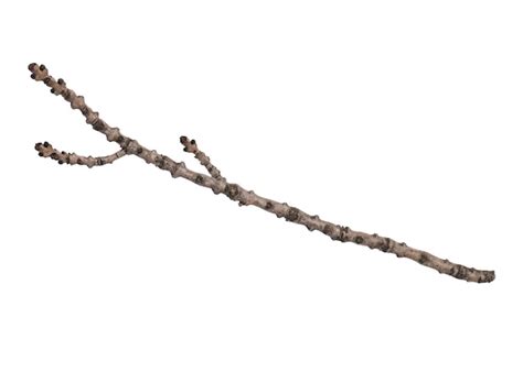 Premium Photo Single Dry Tree Branch Isolated On White Background