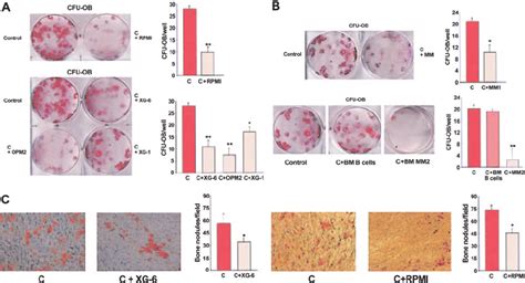 Effect Of Human Myeloma Cells On Bone Nodules Formation In Bm Cultures