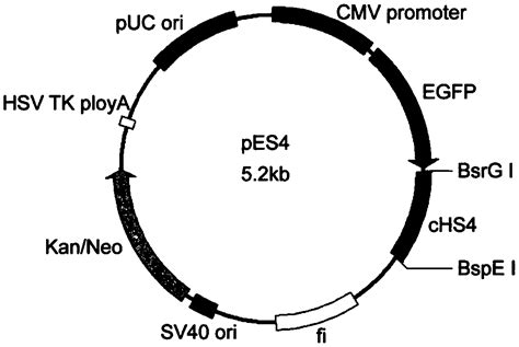 A Chs4 Element Based Mammalian Cell Attachment Expression Vector