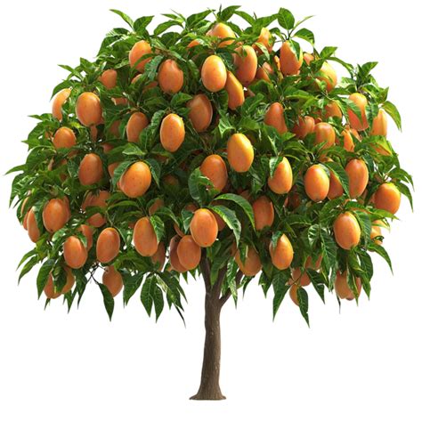 Mango Tree With Ripe Fruit 57360155 Png