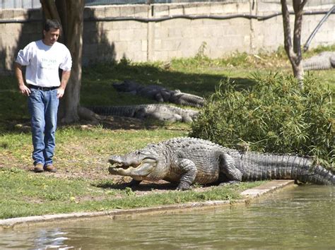 חוות התנינים בחמת גדר אטרקציה לכל המשפחה בצפון