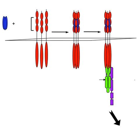 The Ligand Induced Trimerisation Model The Incoming Trimeric Ligand