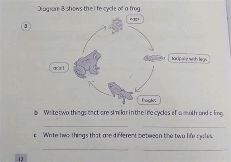 Diagram B Shows The Life Cycle Of A Frog Bb Write Two Things That Are S