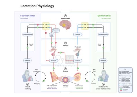 What Is A Prolactinoma My Endo Consult