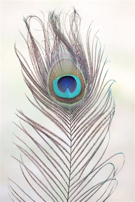 Peacock Side View Stock Illustrations 232 Peacock Side View Stock