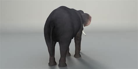 Cgi Elephant Model Turbosquid 1283688