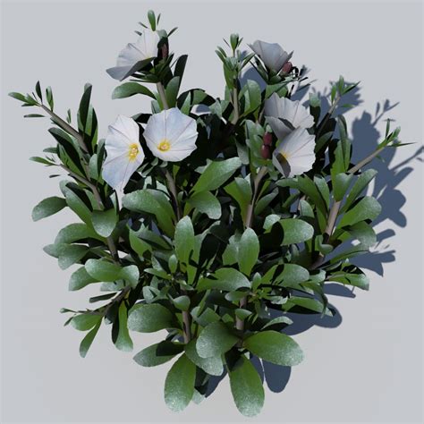 Convolvulus Cneorum Silverbush Modelo 3d 19 3ds Fbx Max Obj Free3d