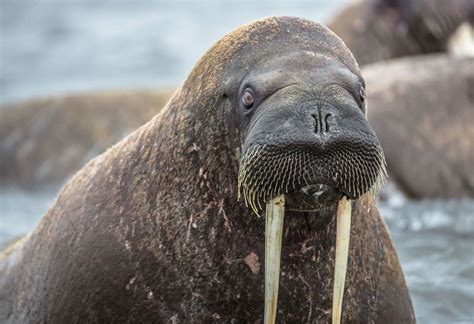 Walrus From Space Project Enters Next Stage As British Antarctic Survey