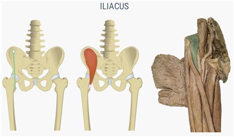 Iliac Fossa Anatomy Practical 1 Appendicular Skeleton Natural
