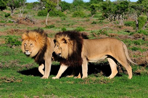 Kruger National Park The Ultimate Safari Destination Mapogo Brothers