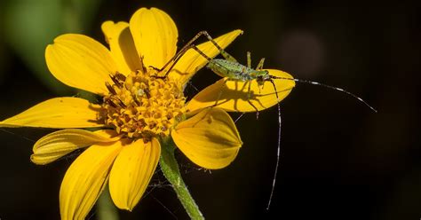 Naturewatch Songs Of Stridulation