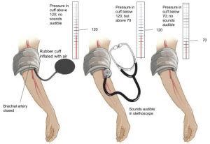 14 Cardiovascular Experiments Medicine Libretexts