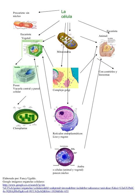 Mapa Conceptual De La Celula Procariota Demi Mapa Porn Sex Picture