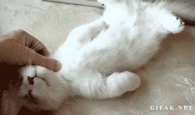 Sleeping Cat Adorable Gif WiffleGif