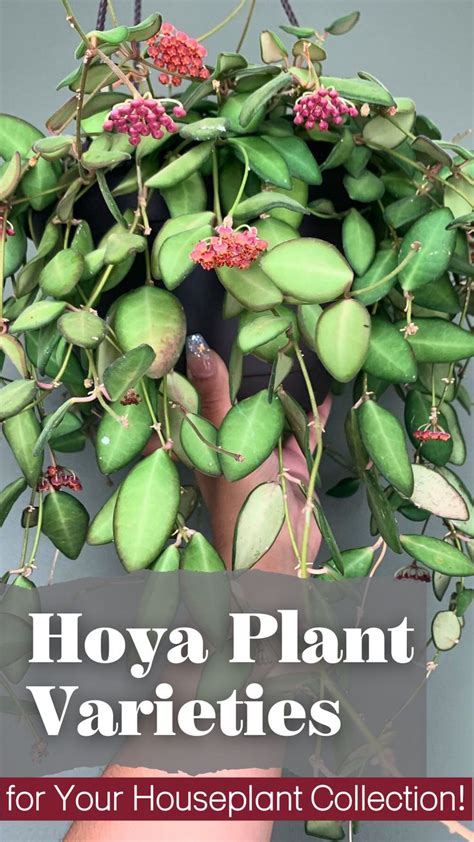 Stunning Hoya Plant Varieties To Elevate Your Houseplant Collection