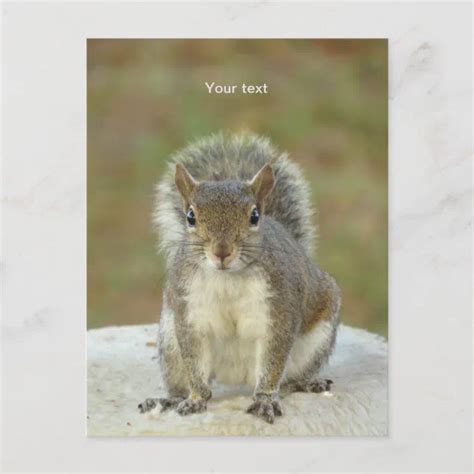 Personalize Cute Squirrel Face To Face Photography Postcard Zazzle