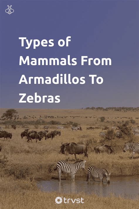 Biology Mammals Monotremes Artofit