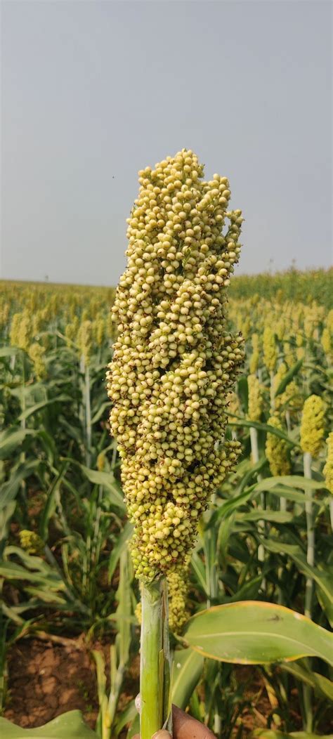 Seedsforthefuture Sumitraseeds Agriculture Agricultureandfarming Mulla Jaweed