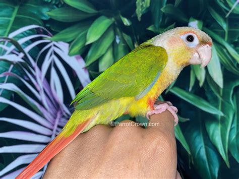 Pineapple Green Cheek Conure For Sale