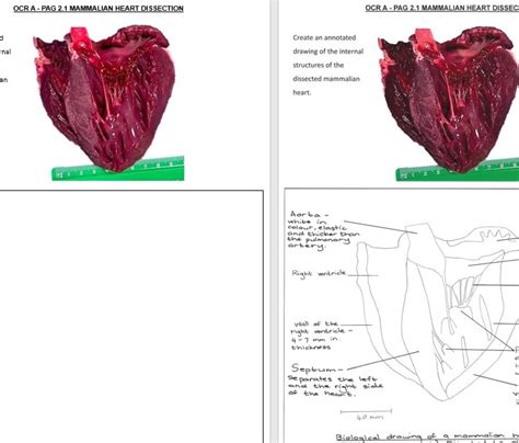 Pag 21 The Heart Biological Drawing Ocr A Teaching Resources