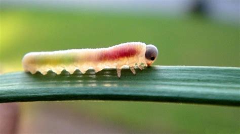 [100 ] Caterpillar Backgrounds