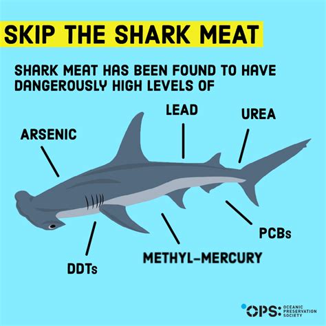 How Much Is A Shark Meat At Kim Delapaz Blog
