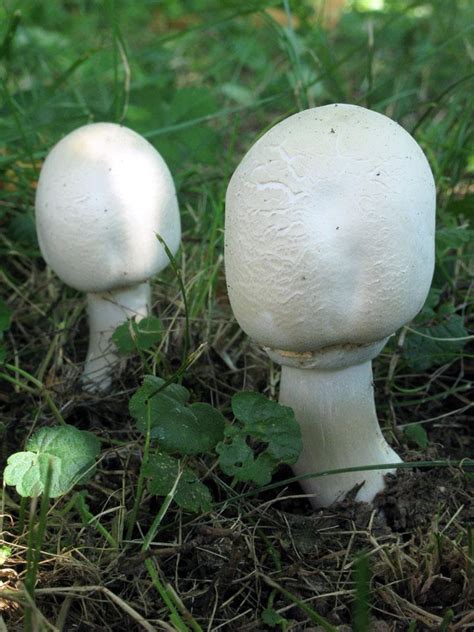 Agaricus Xanthodermus Pečárka Zápašná Mykocz