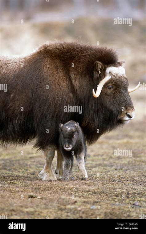 An Adult Musk Ox And Calf Standing At The Alaska Wildlife Conservation