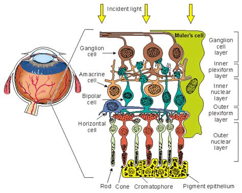 Horizontal And Amacrine Cells