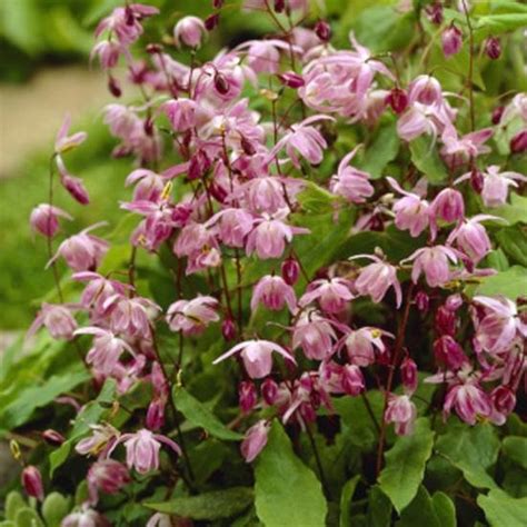 6x Elfenbloem Epimedium Youngianum ‘roseum Pot 9x9cm