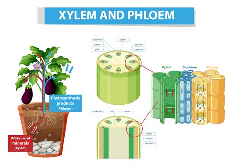 Xylem And Phloem Diagram Science Education Science
