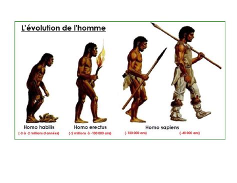 Affichage Évolution De Lhomme Préhistorique Pdf