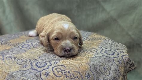 Stoick Cockapoo Puppy For Sale In Galena Mo Lancaster Puppies