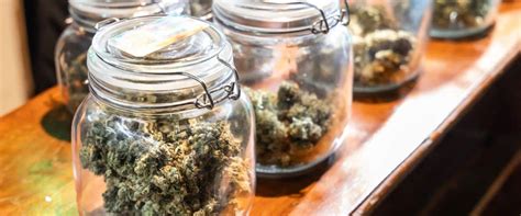 When To Stop Burping Curing Jars For Perfect Cannabis Flavor