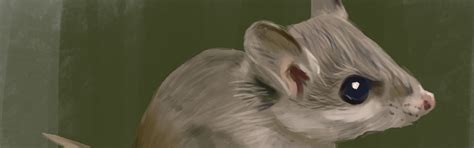 Southern Grasshopper Mouse Faunafocus