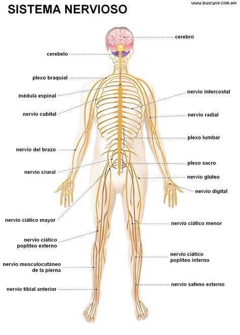 Sistema Nervioso — Wikisabio