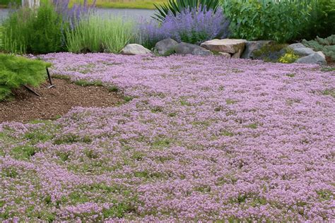 Mother Of Thyme Ground Cover Beautiful And Bold And Fragrant Xeriscaping