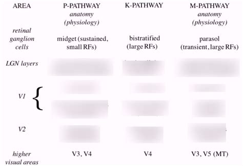 Diagram Of 8 Visual Cortex Quizlet