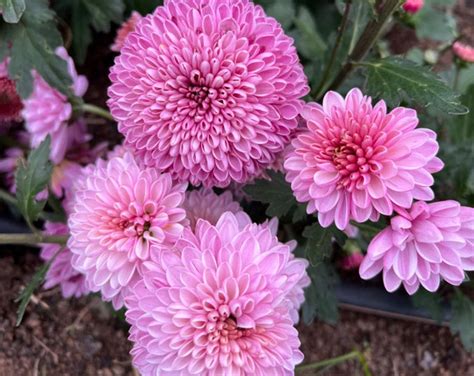 2 Pack Japanese Pompon Mumchrysanthemum × Morifolium Pompon Plant