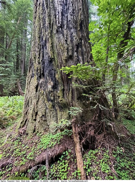 Poseidon Tree Famous Redwoods