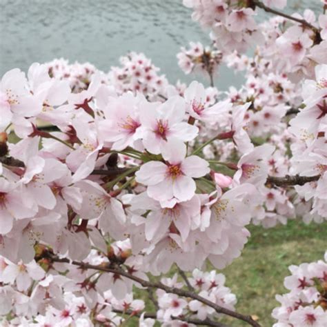 Thida Lin University Of Tsukuba Tsukuba Department Of Bioindustrial Science Research Profile